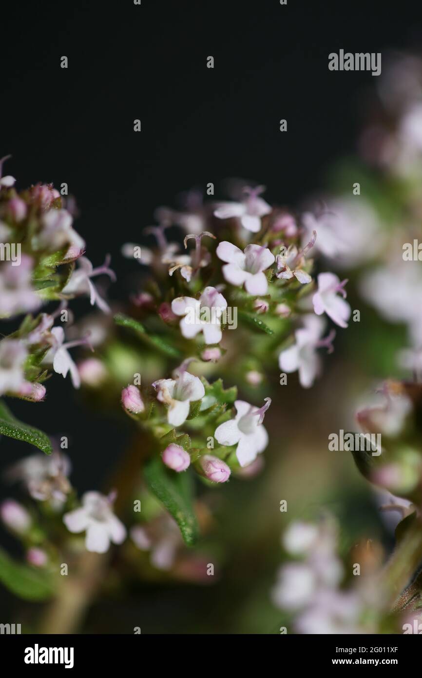 Small aromatic flower blossoming close up thymus vulgaris family ...