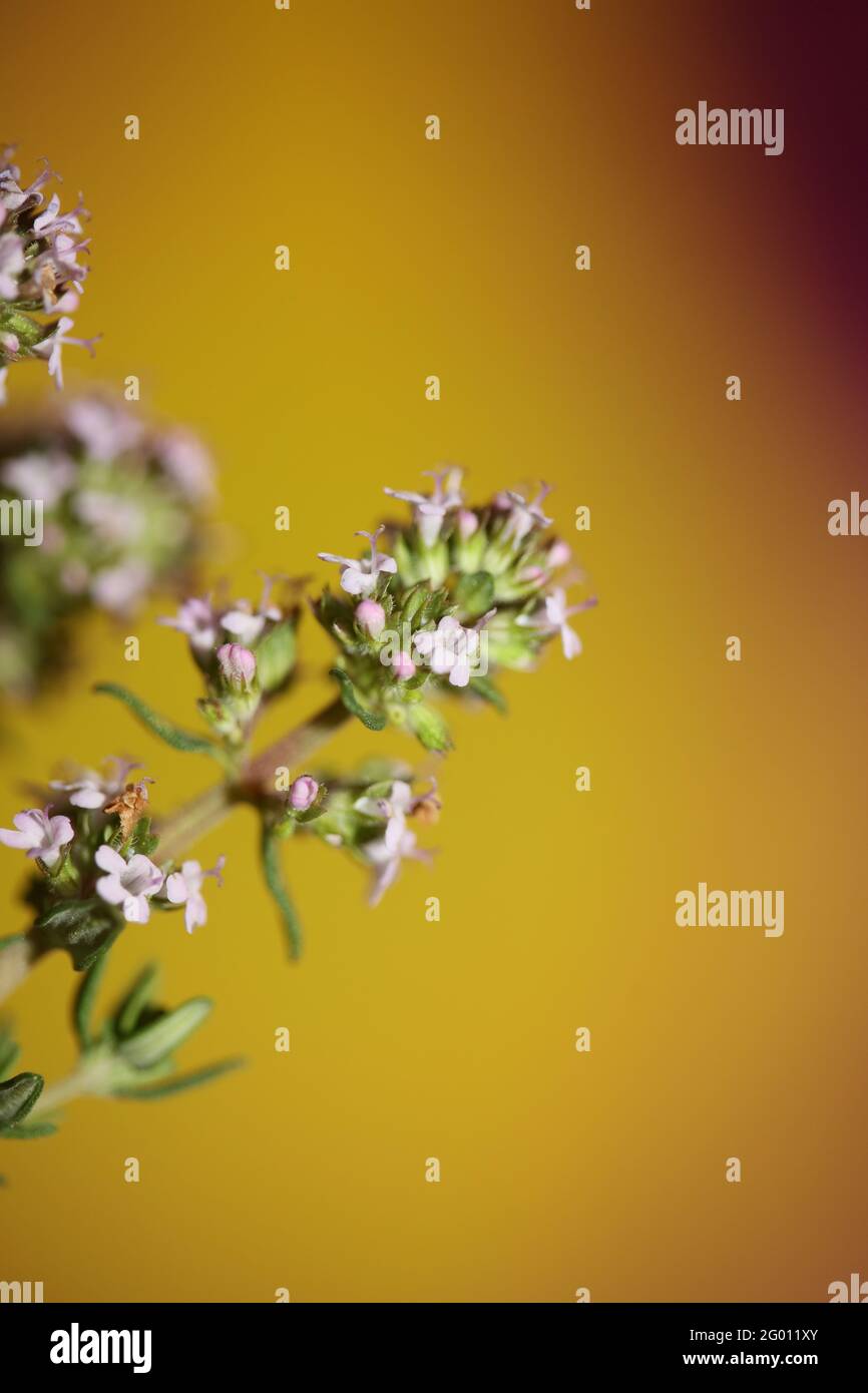 Small aromatic flower blossoming close up thymus vulgaris family ...