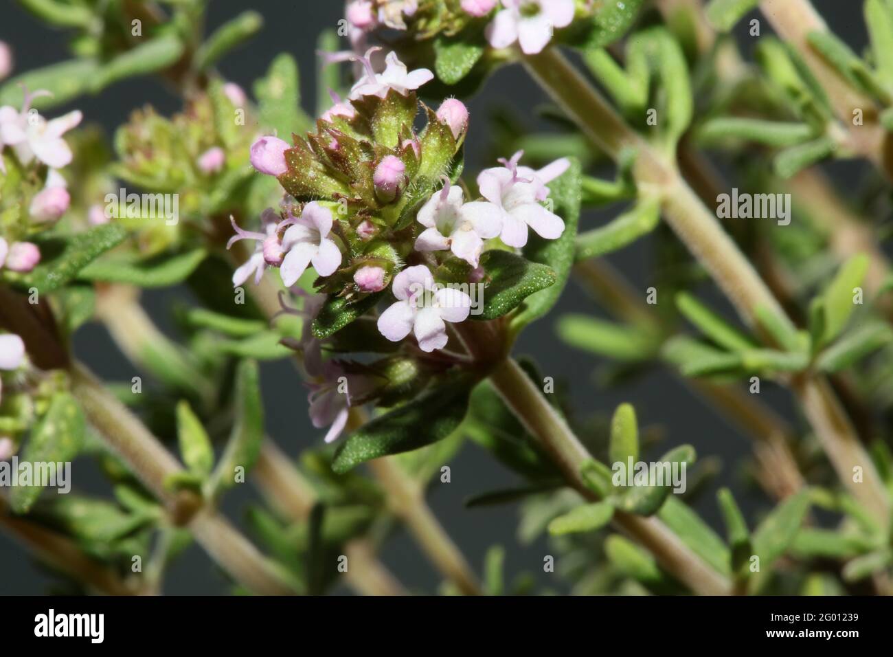 Small aromatic flower blossoming close up thymus vulgaris family ...