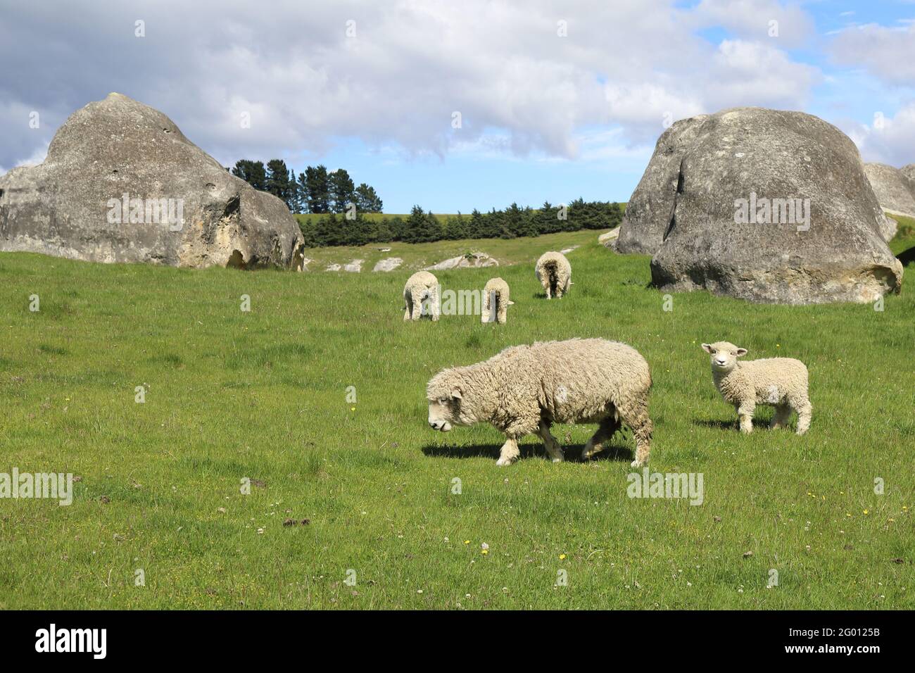 Romneyschaf / Romney sheep / Ovis Stock Photo - Alamy