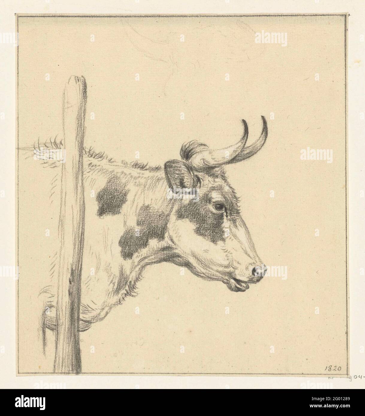 Anatomy of cow organ hi-res stock photography and images - Alamy