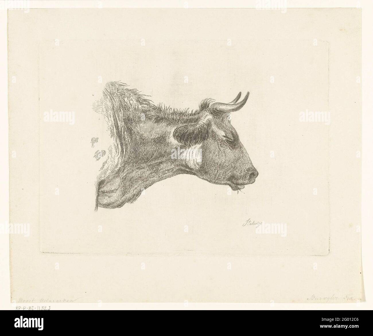 Cup of cow with blade of grass in mouth Stock Photo - Alamy