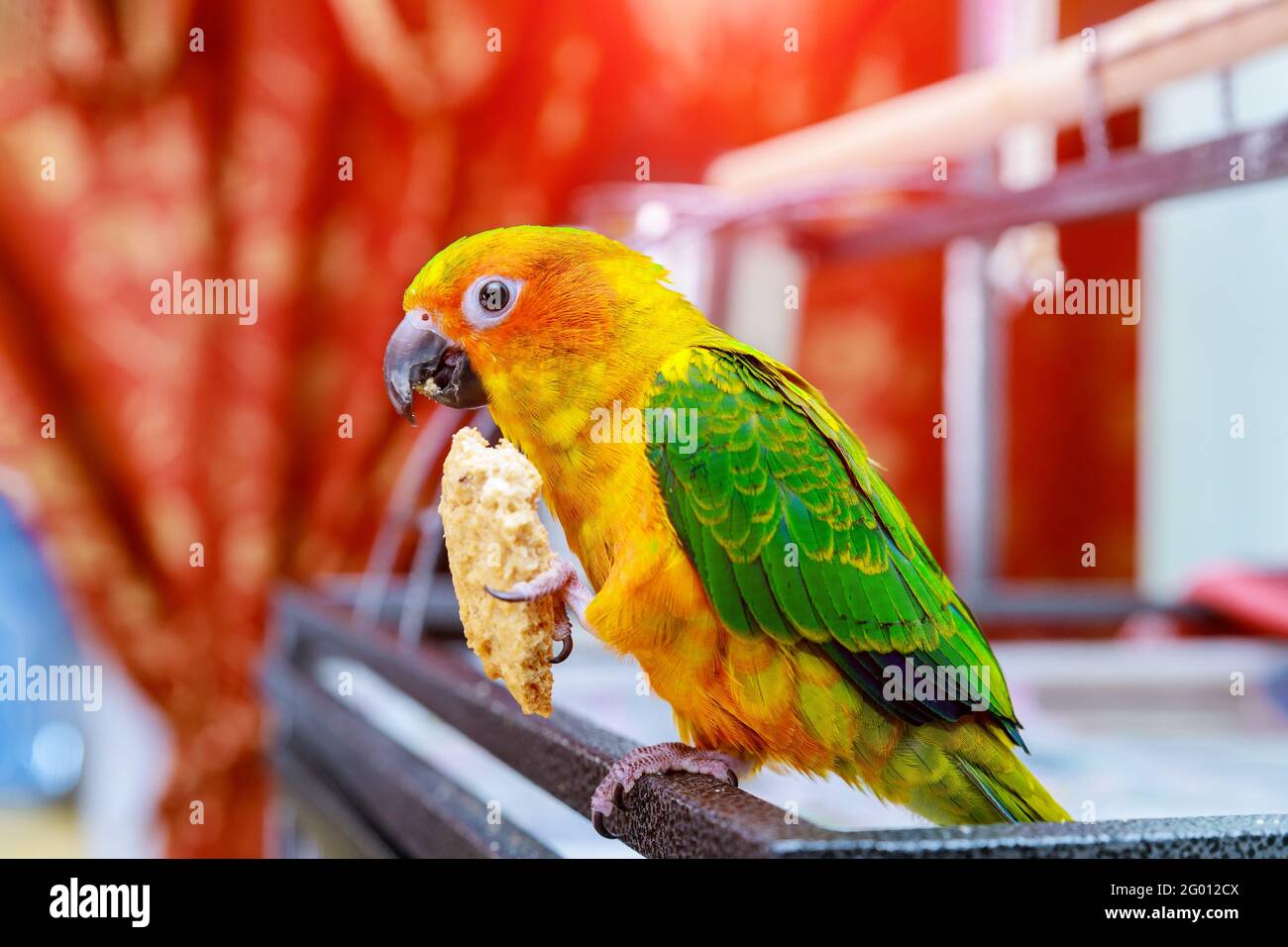 Cute sun conure eating and looking at the camera Stock Photo - Alamy