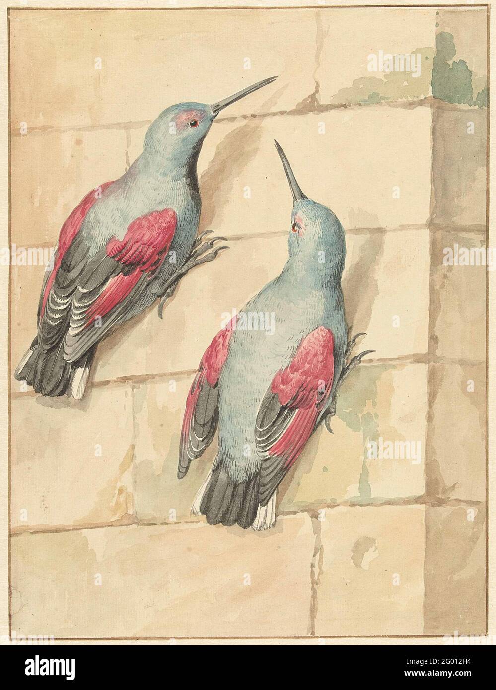 Two rock scrubs, blue and purple, on a wall Stock Photo - Alamy