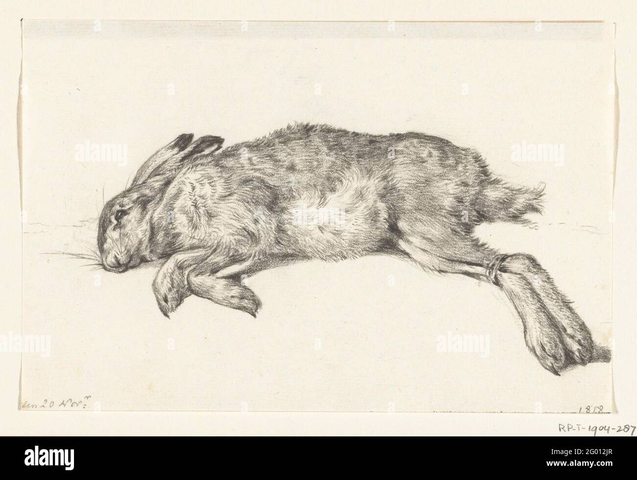 Lying dead hare Stock Photo - Alamy