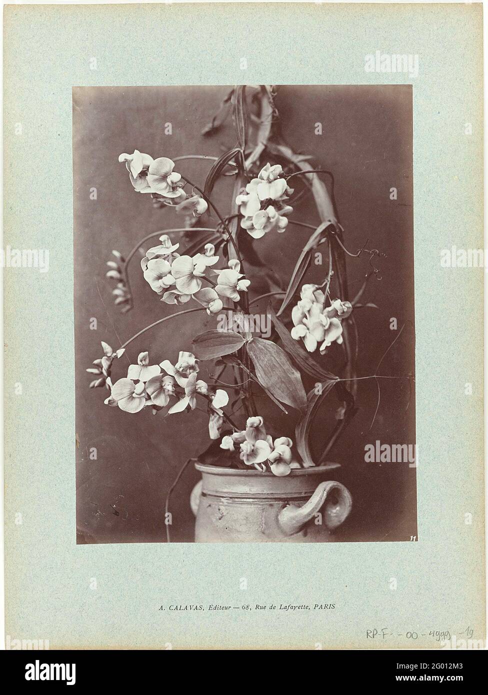 Flower study in Keulse Pot. Part of collective tape with photos of ...
