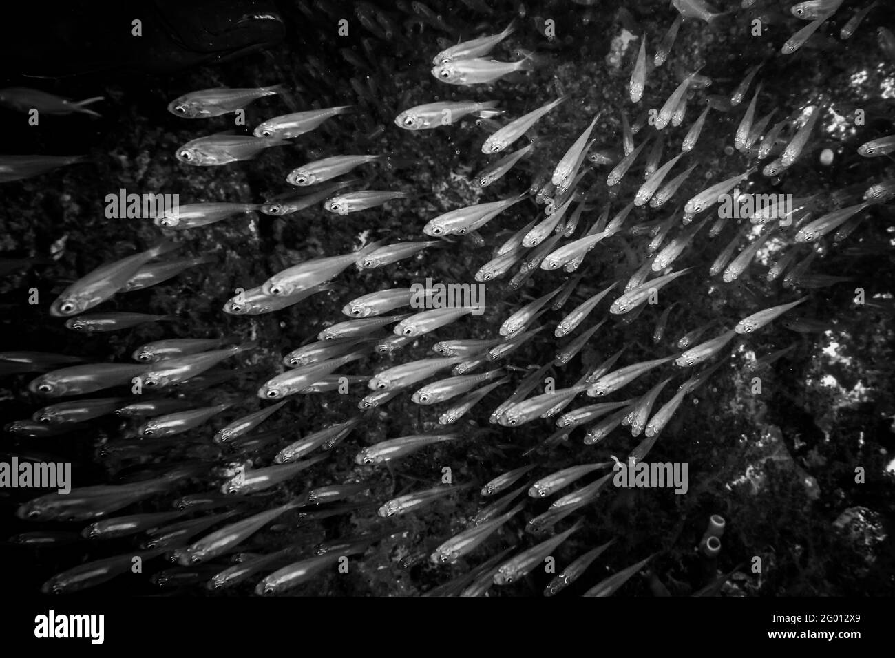 Fish swim in the Red Sea, colorful fish, Eilat Israel Stock Photo - Alamy