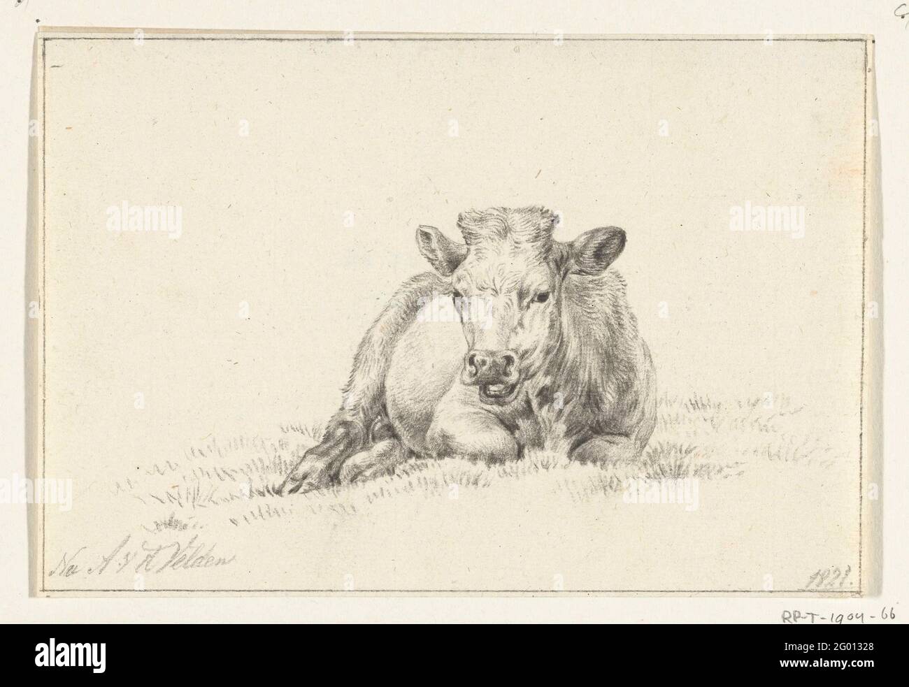 Lying cow from the front Stock Photo - Alamy