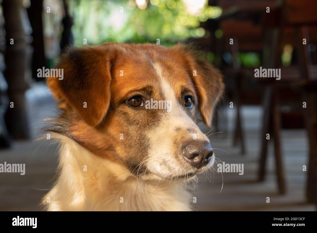 Yui Yui dog Stock Photo - Alamy