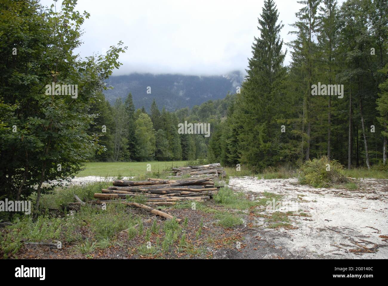 Amazing views of trees in the forests of the Austria Mountains Stock ...