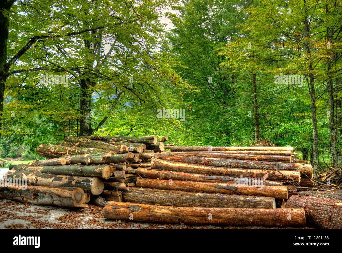 Amazing views of trees in the forests of the Austria Mountains Stock ...