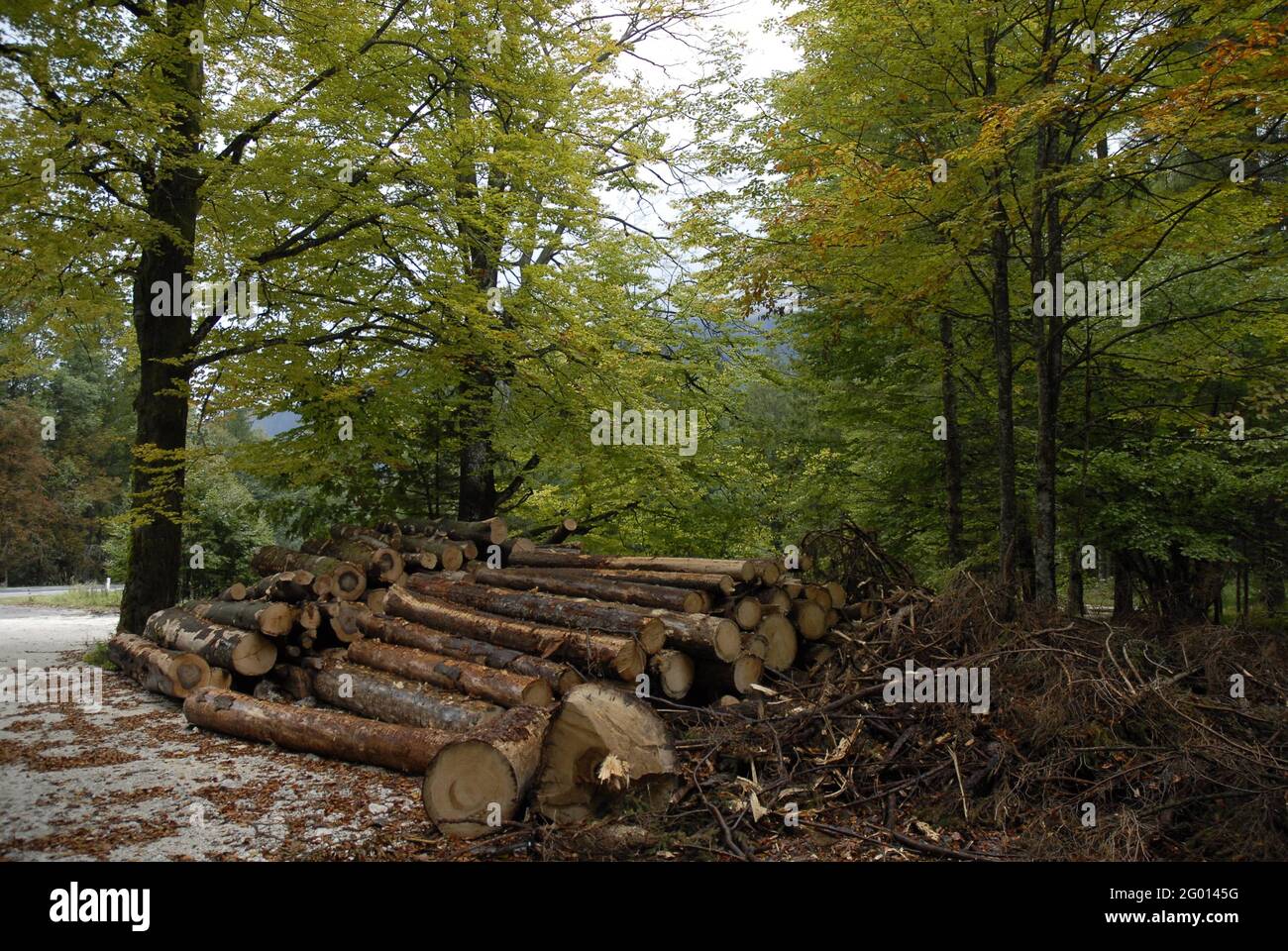 Amazing views of trees in the forests of the Austria Mountains Stock ...