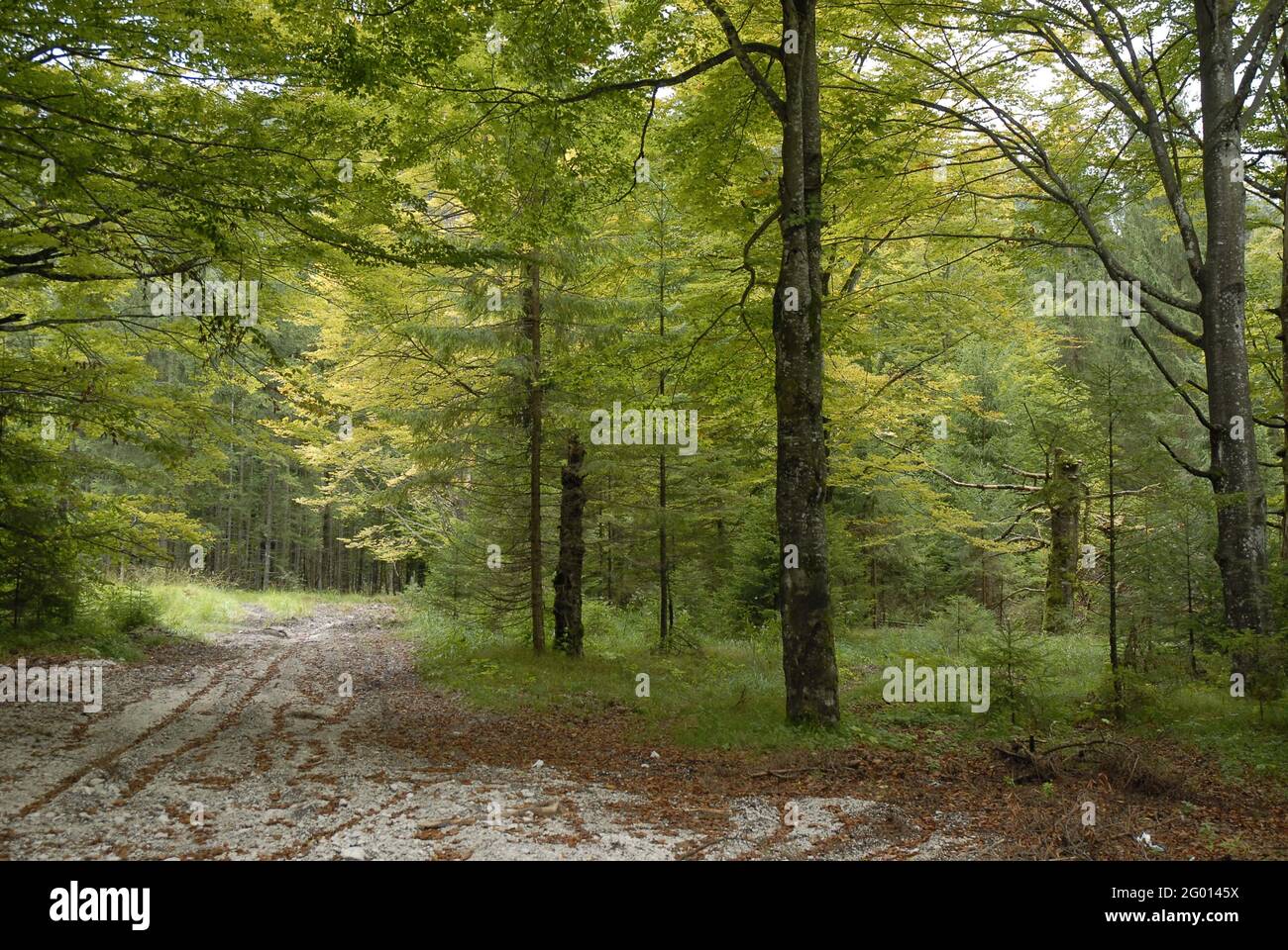 Amazing views of trees in the forests of the Austria Mountains Stock ...
