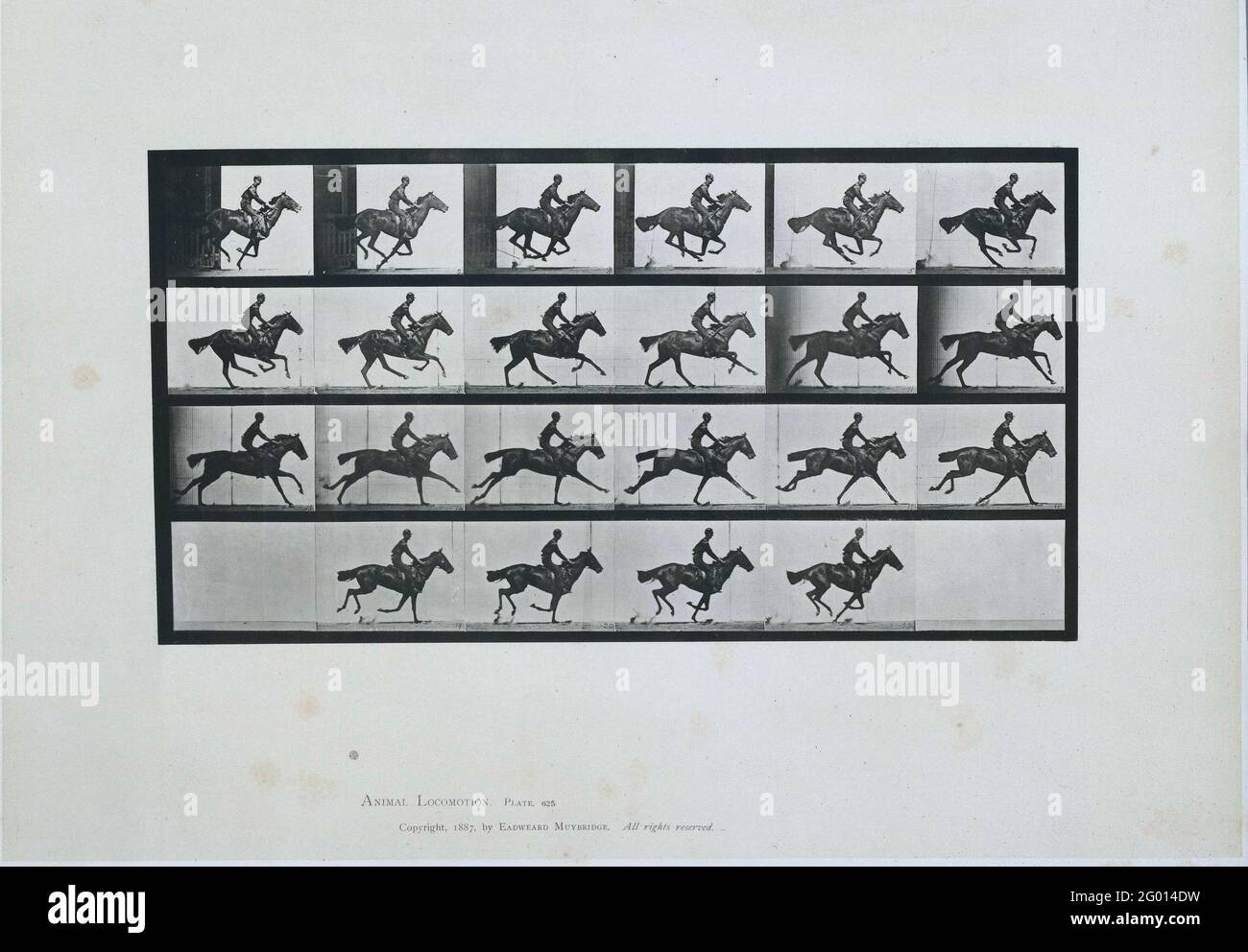 ‘Bouquet’, Galloping. Eadweard Muybridge is a major forerunner of ...