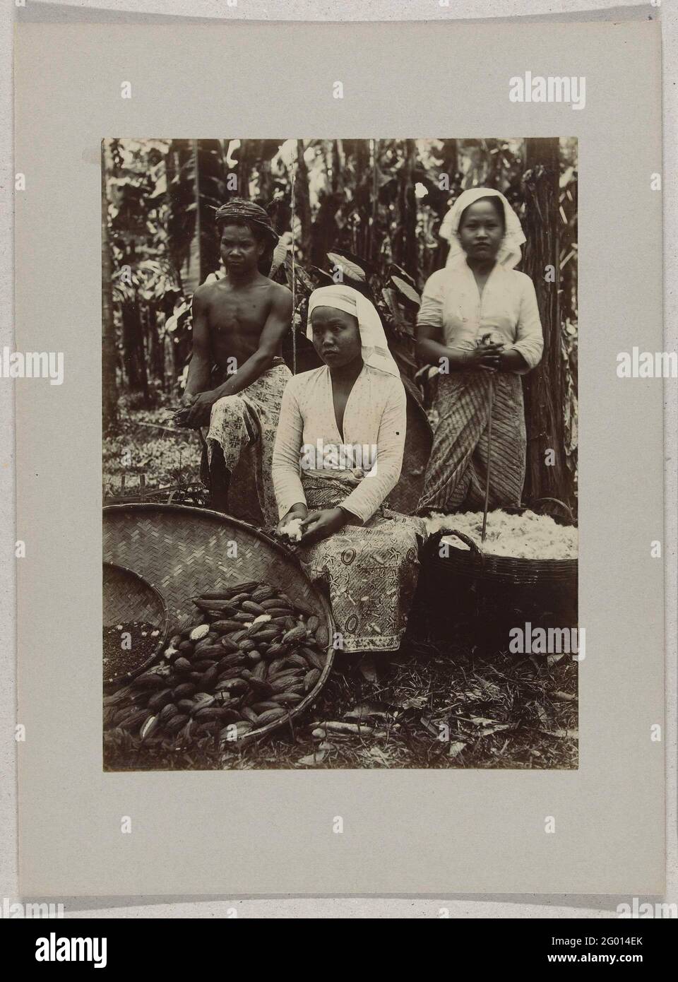 Pluckers from Kapok on a plantation on Java. Plukkers van Kapok on a ...