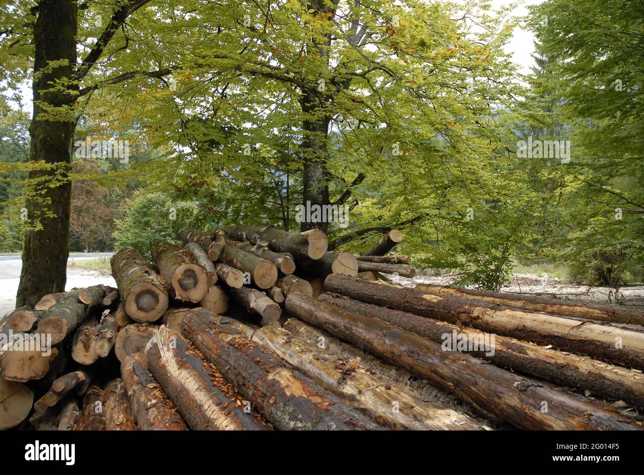 Amazing views of trees in the forests of the Austria Mountains Stock ...
