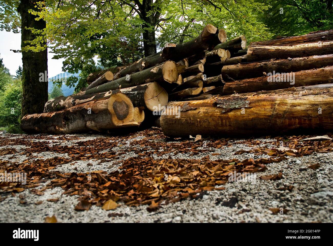 Amazing views of trees in the forests of the Austria Mountains Stock ...