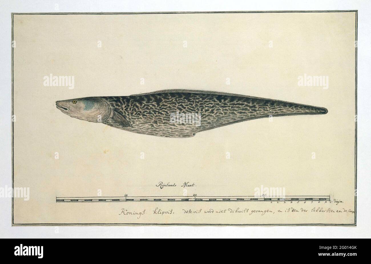 Genypterus capensis (Kingklip). Kings Klipfish (Xiphiurus capensis ...