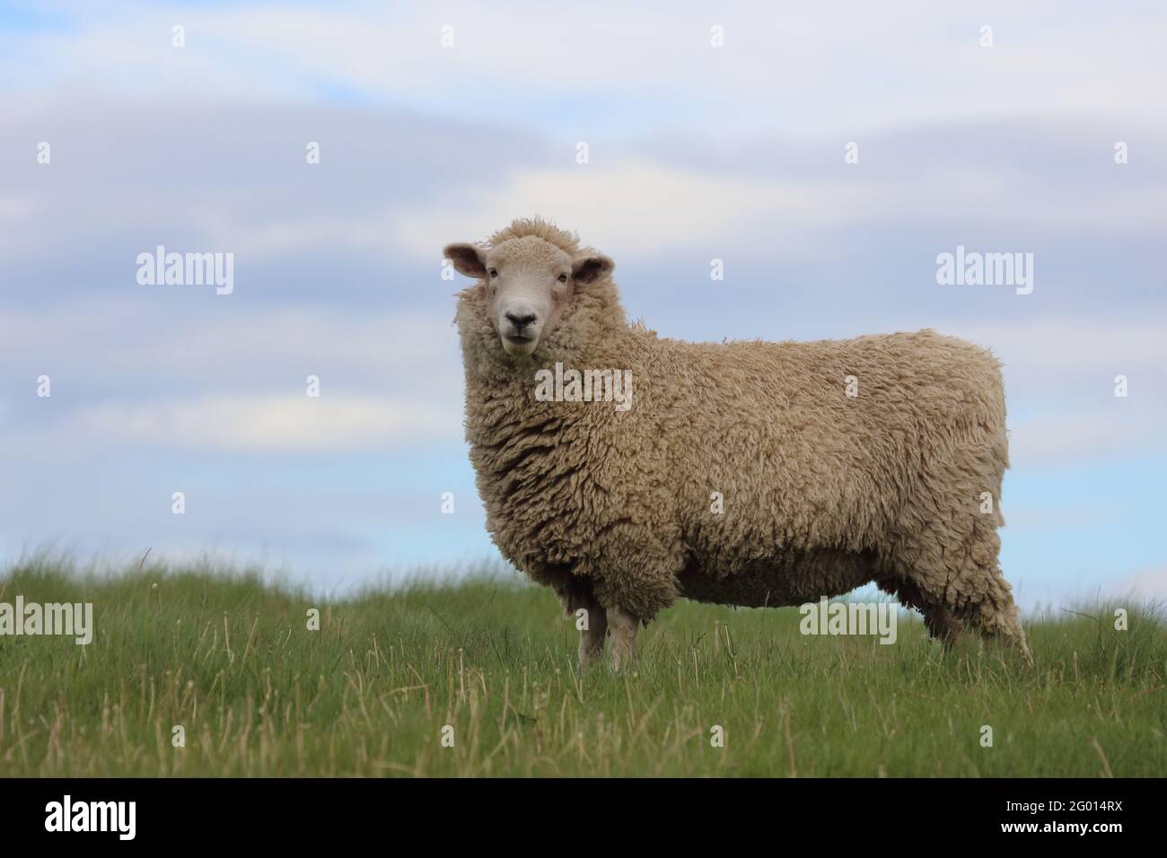 Romneyschaf / Romney sheep / Ovis Stock Photo - Alamy