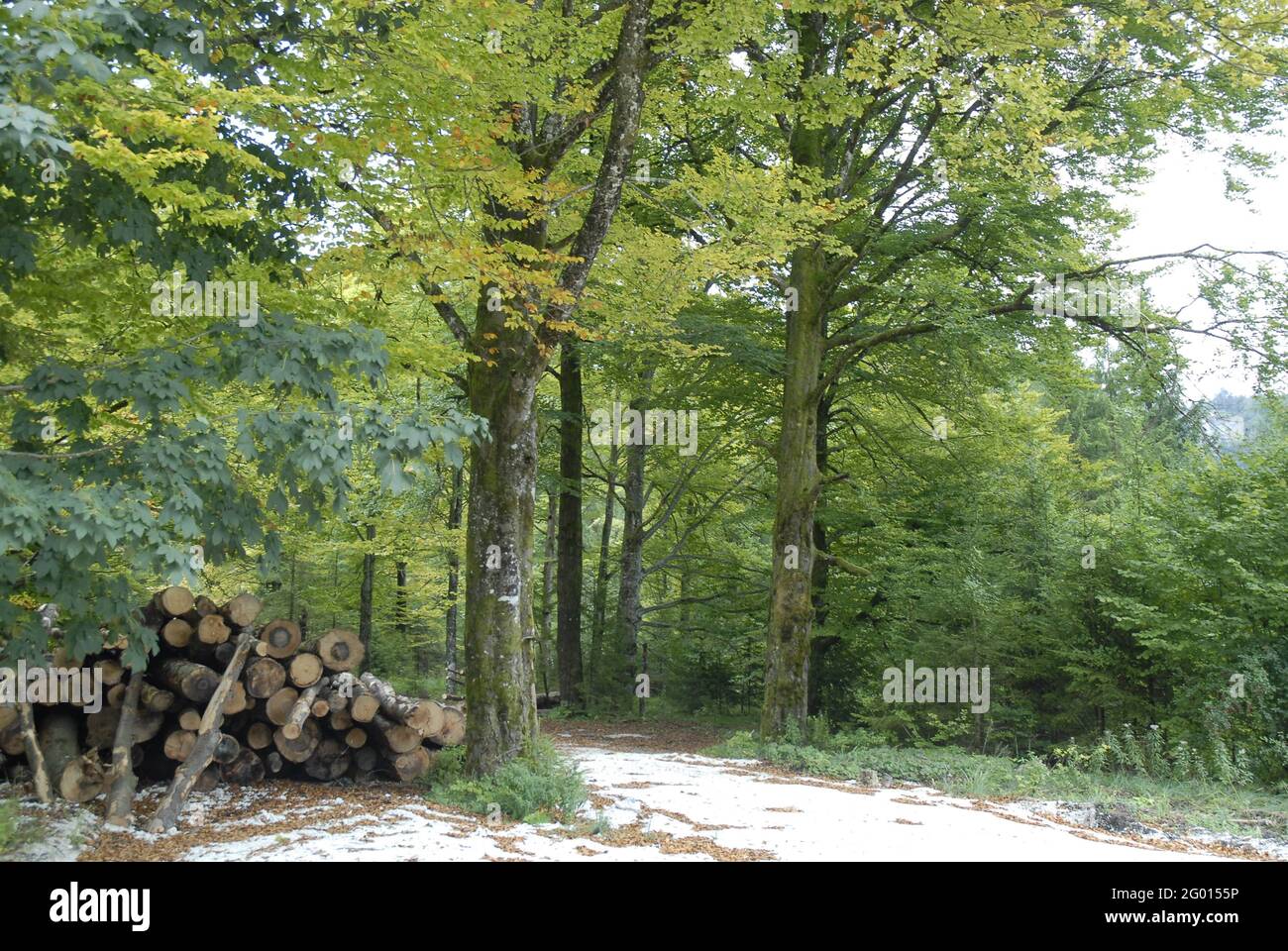 Amazing views of trees in the forests of the Austria Mountains Stock ...