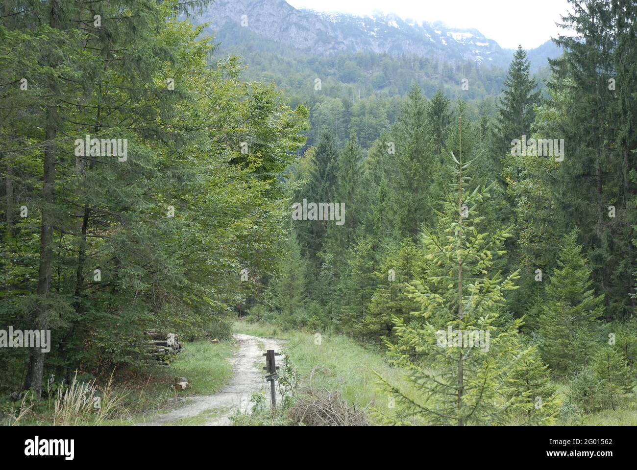 Amazing views of trees in the forests of the Austria Mountains Stock ...