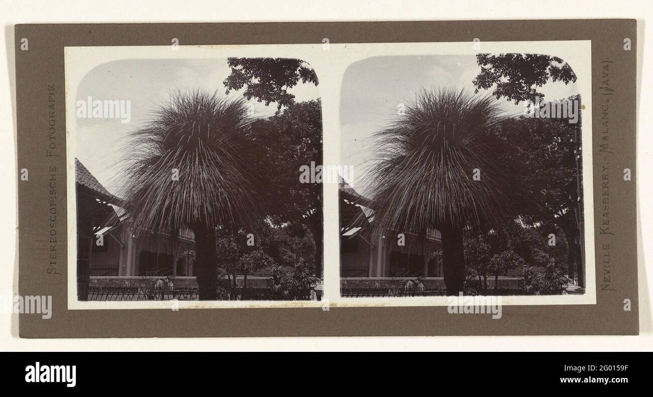 Rare Trees Of The World