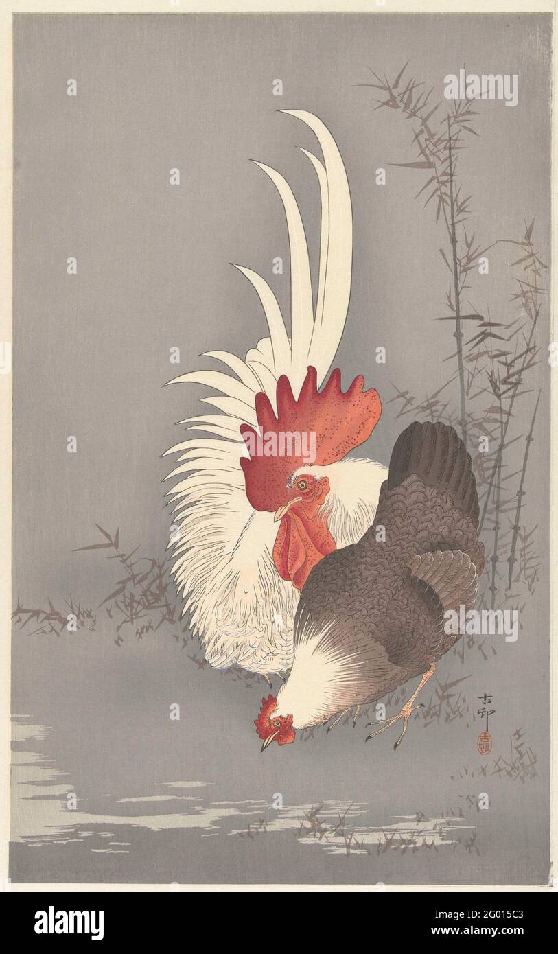 Rooster and chicken. White rooster and cocky chicken at bamboo Stock ...