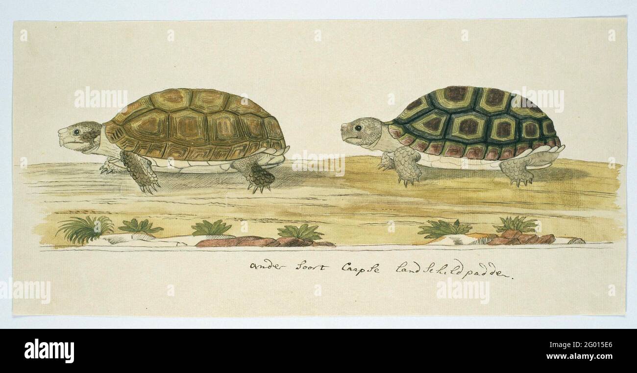 Padloper tortoise hi-res stock photography and images - Alamy