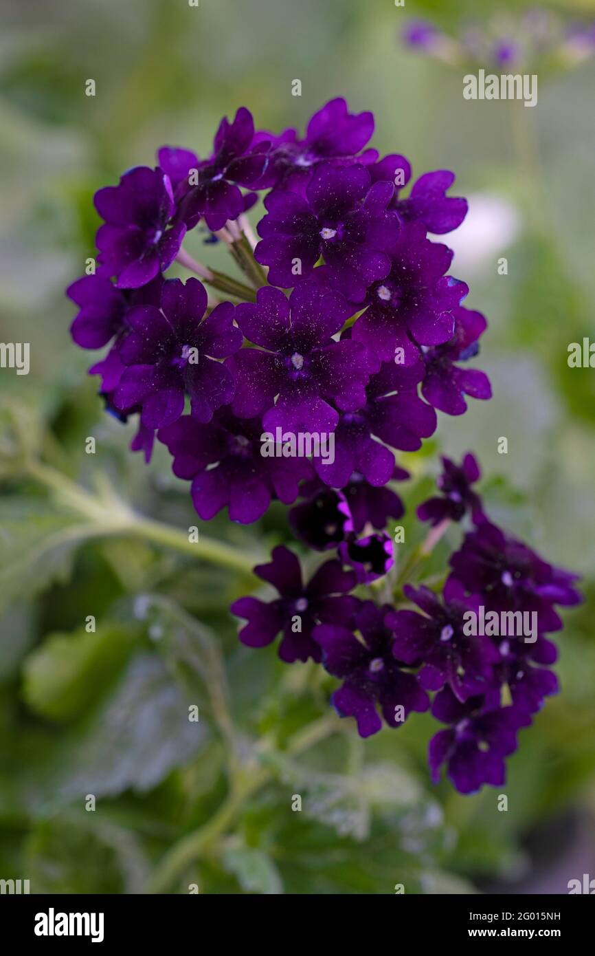Purple Verbena, Vervain, Flowers Stock Photo - Alamy