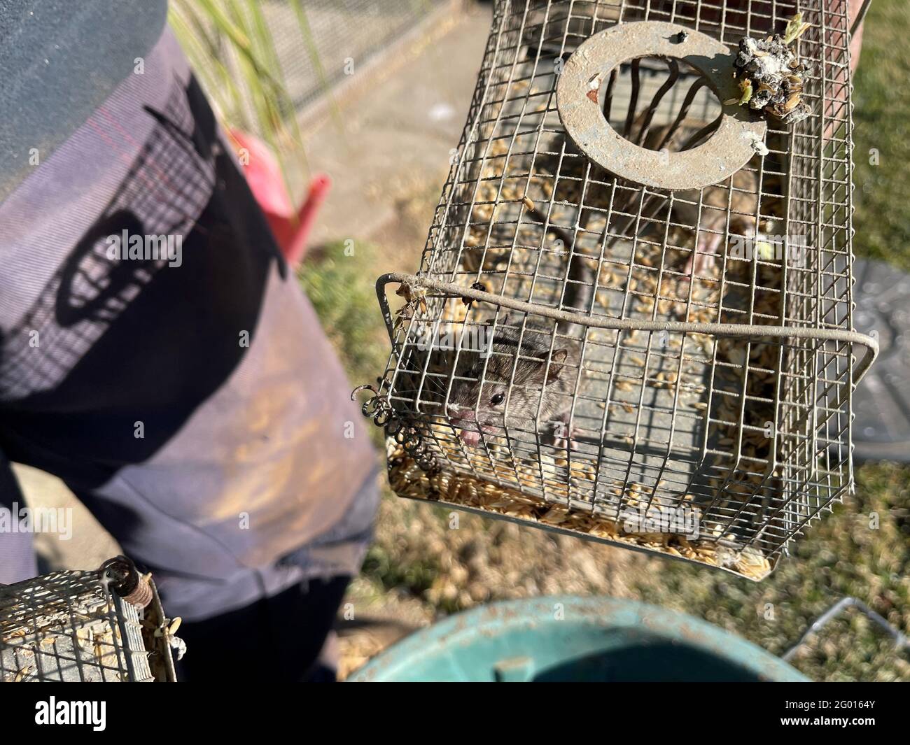 Mice plague australia hi-res stock photography and images - Alamy