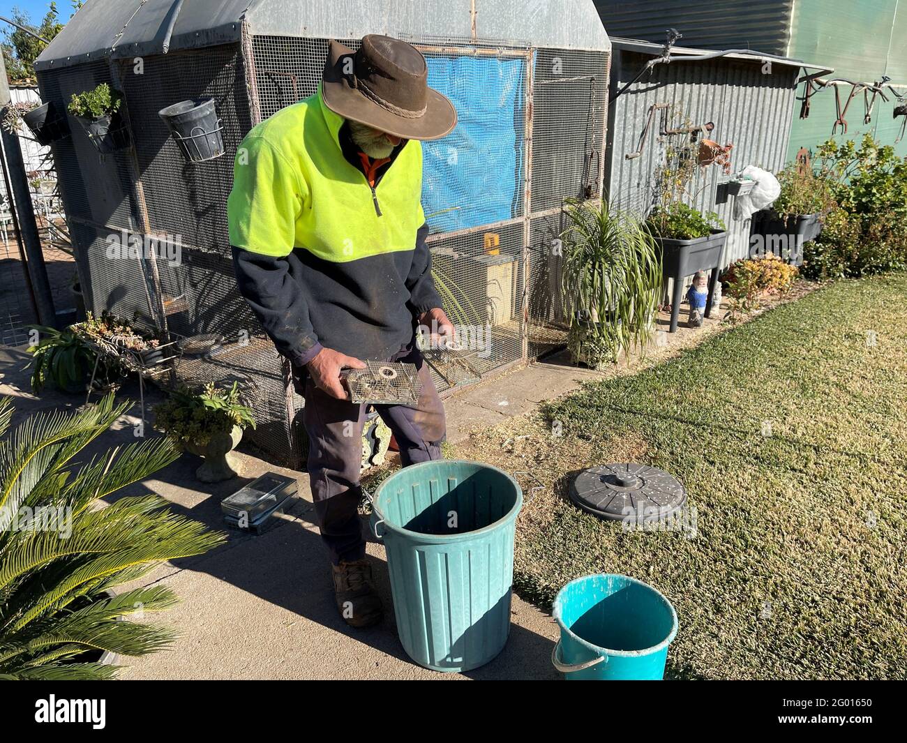 Mice plague australia hi-res stock photography and images - Alamy