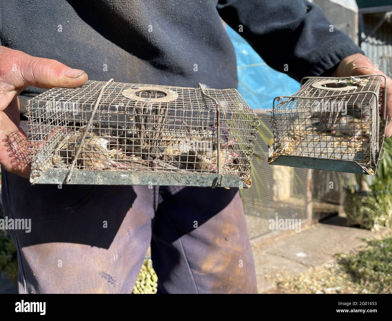 Mice plague australia hi-res stock photography and images - Alamy