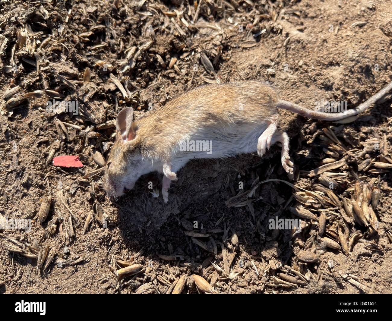 Mice plague australia hi-res stock photography and images - Alamy