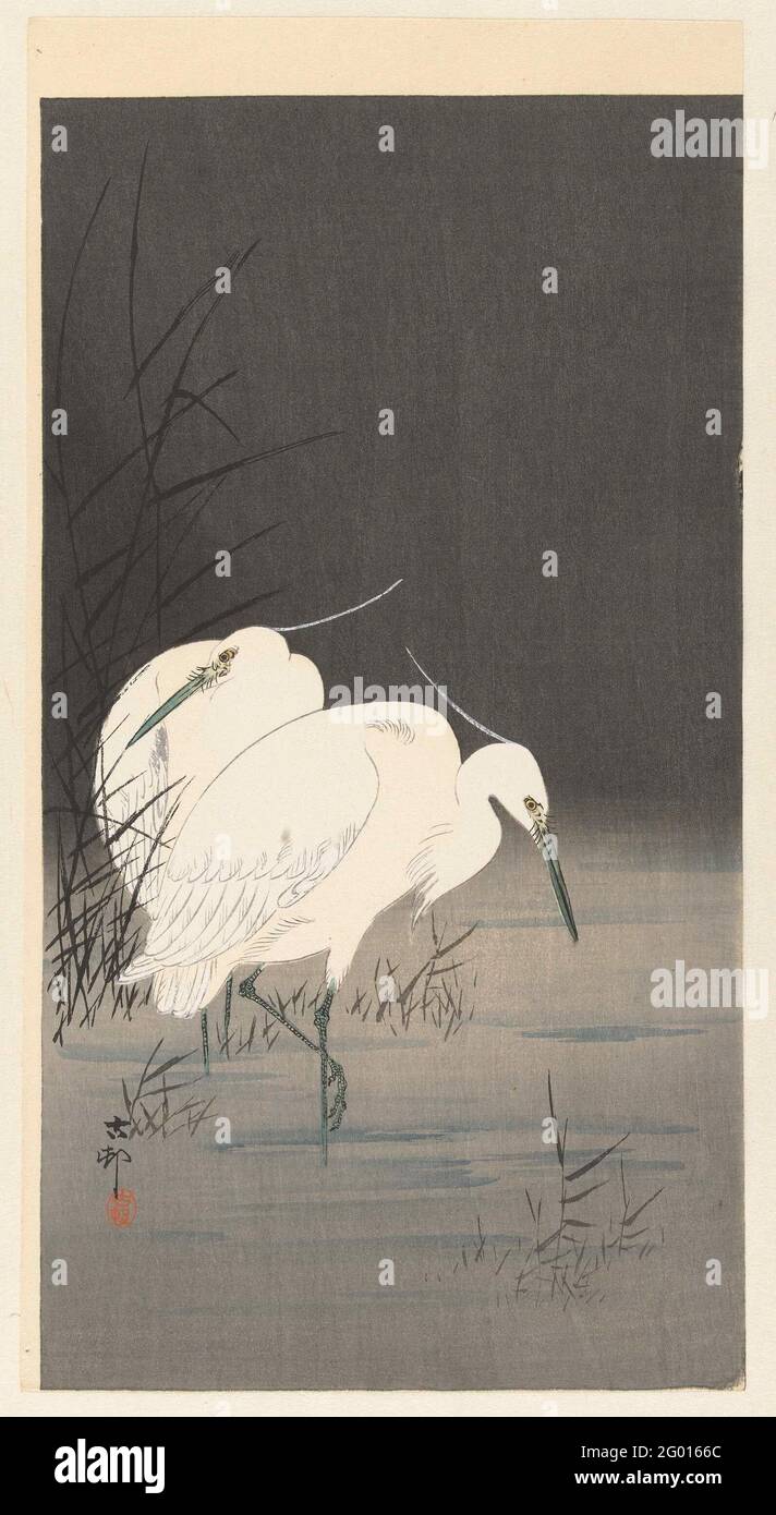 Two egrets in the reeds. Two egrets, between reeds, in low water, at ...