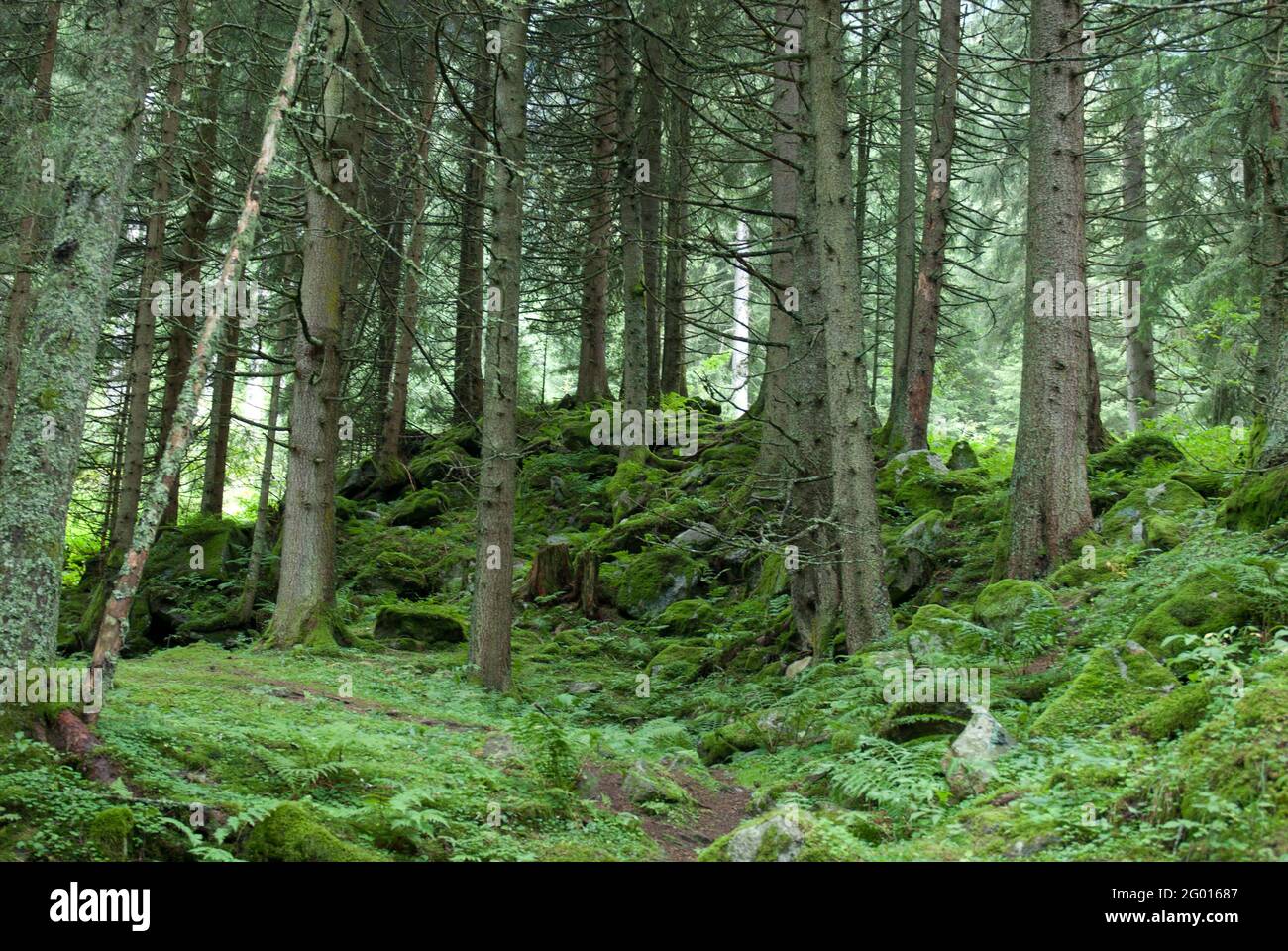 Amazing views of trees in the forests of the Austria Mountains Stock ...