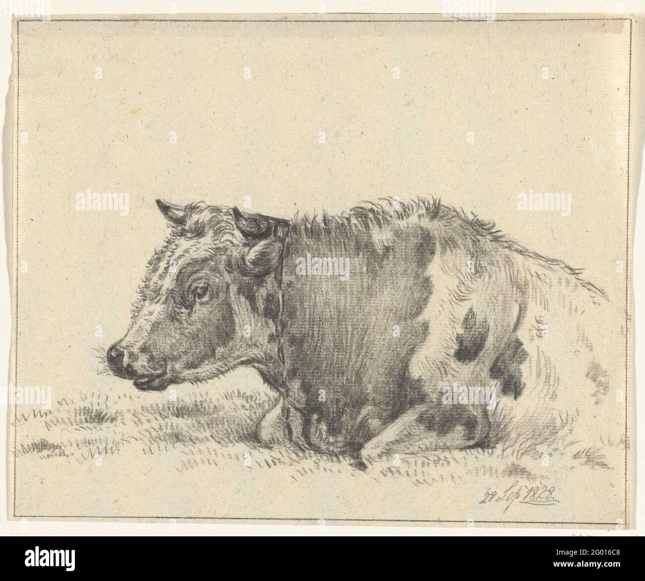 Lying cow, to the left Stock Photo - Alamy