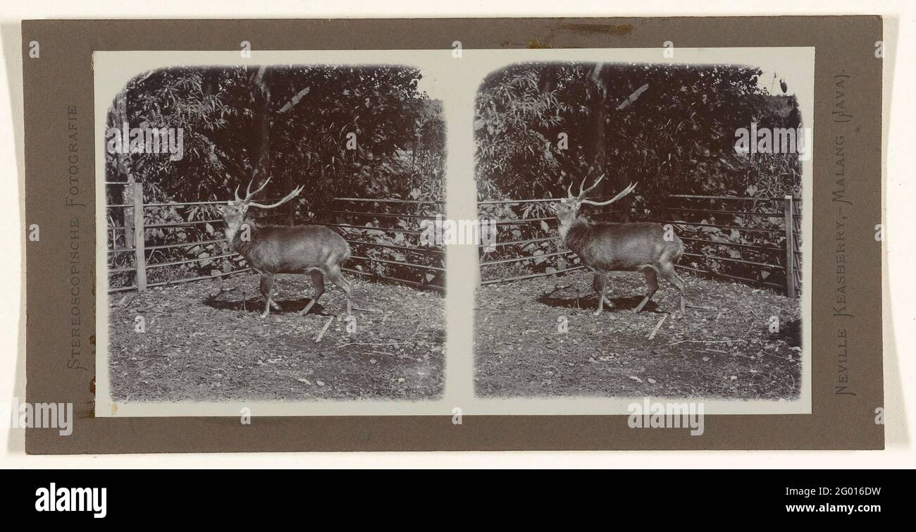 Javanese deer in captivity.; S 7 no 79. A Javaansch deer Stock Photo ...
