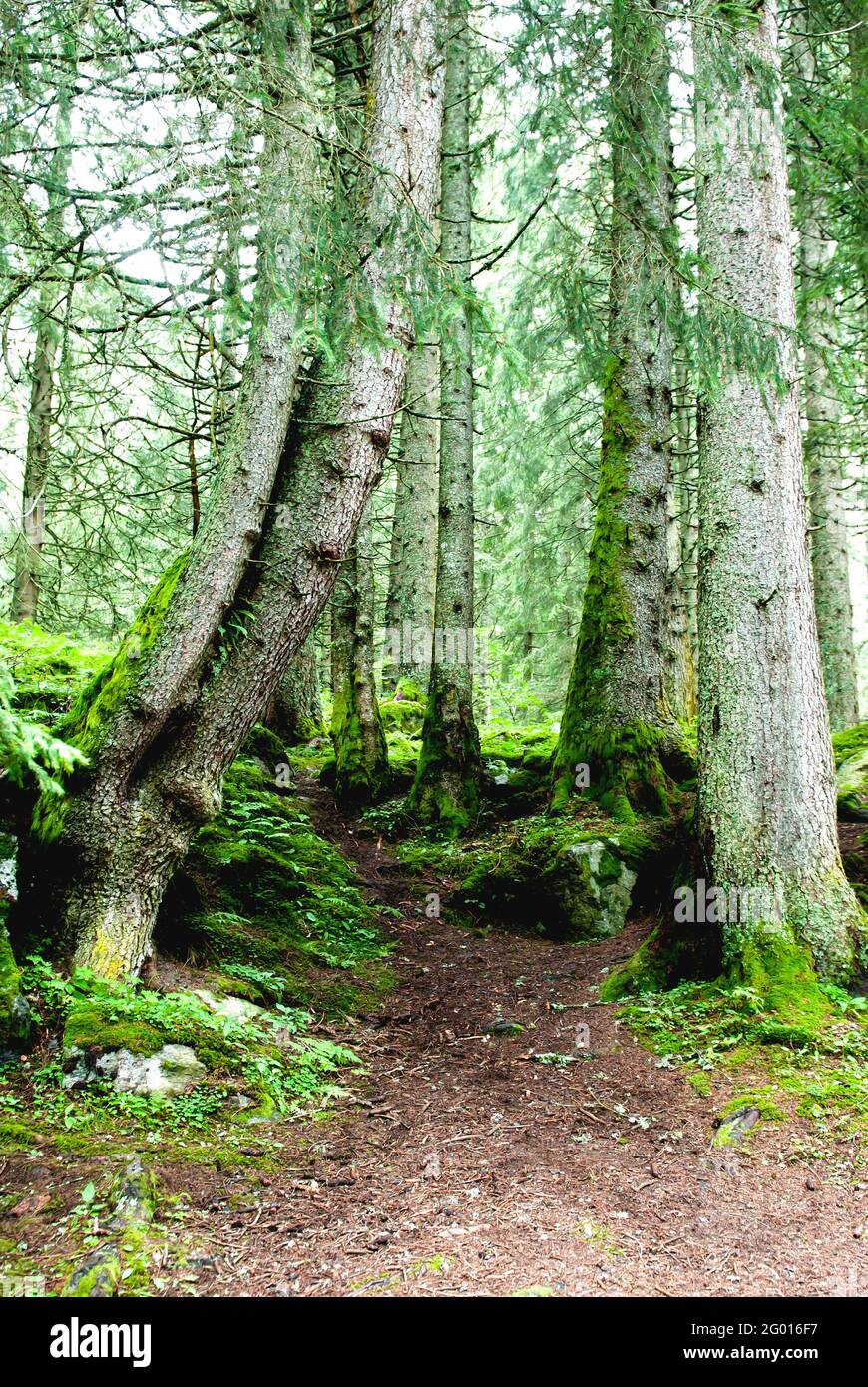 Amazing views of trees in the forests of the Austria Mountains Stock ...