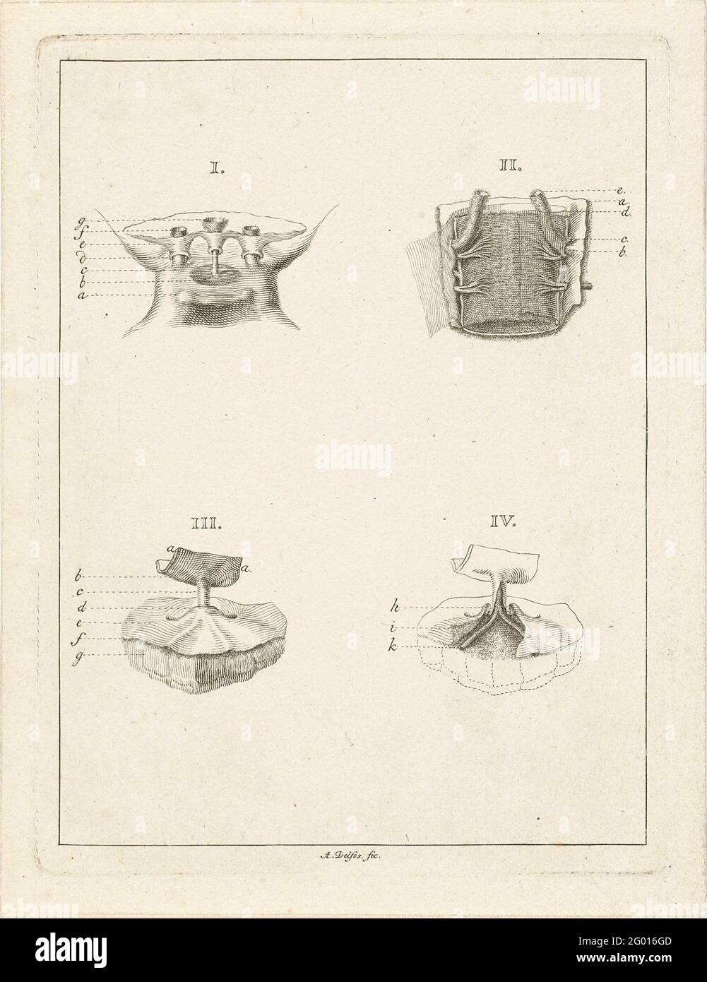 Intersections of plants. Botanical drawing with intersections of plants ...