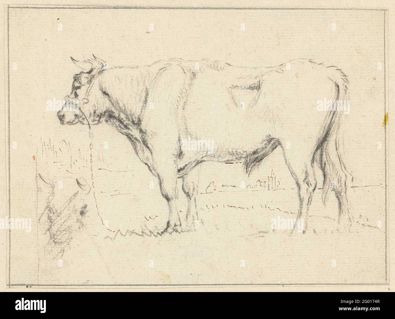 Standing bull, to the left Stock Photo - Alamy