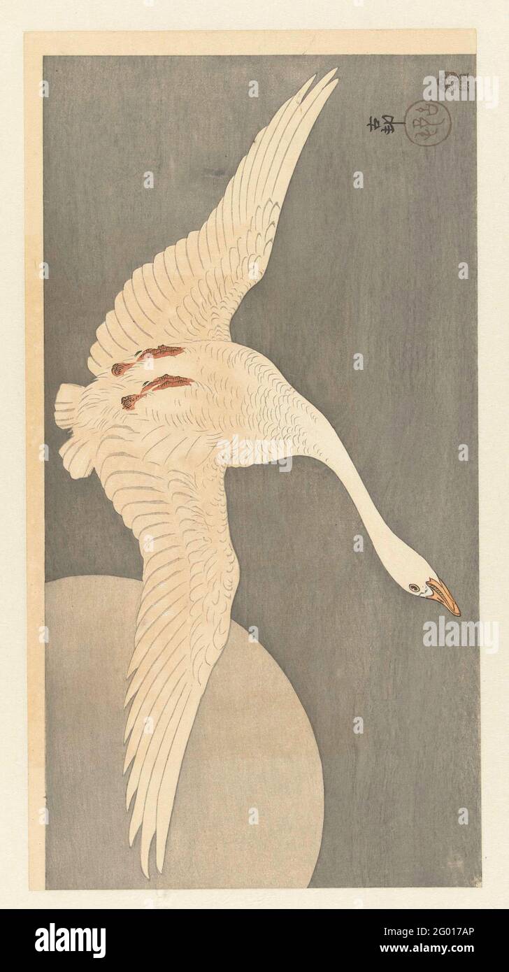 Goose at full moon. Goose, from below, in diving flight at full moon ...