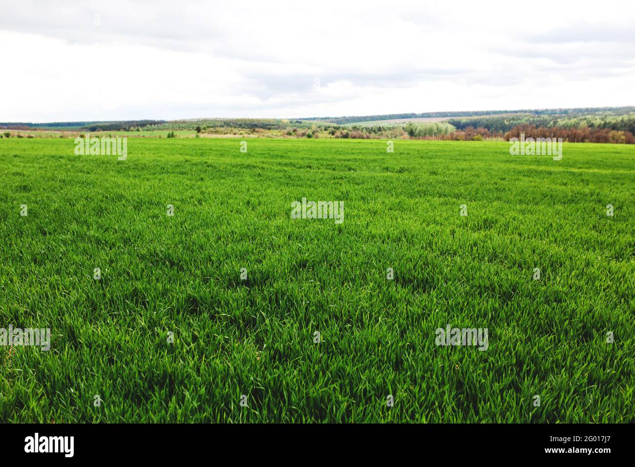 Endless green meadows in spring and blue sky. High quality photo Stock ...