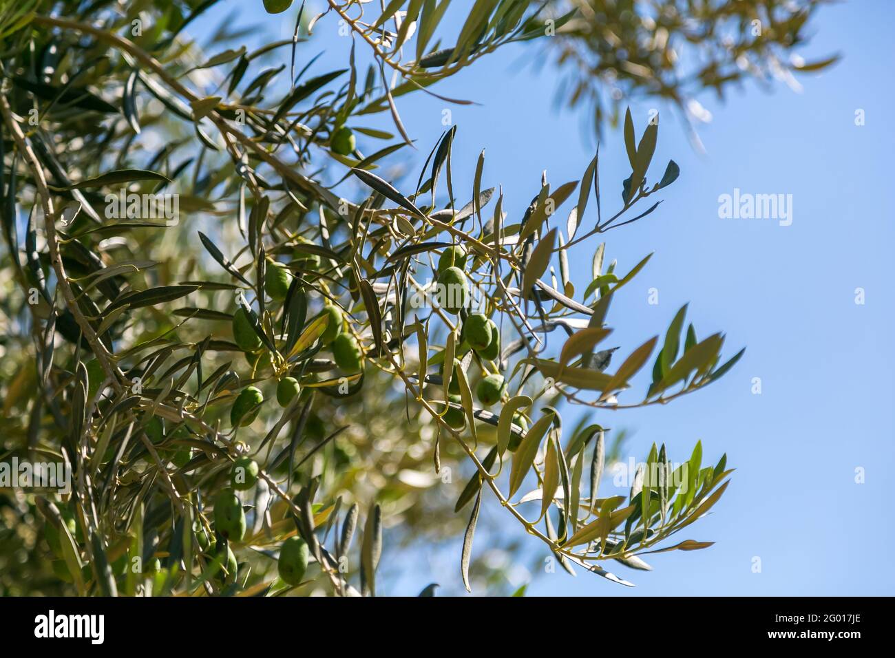 Amazing views of trees in the forests of the Austria Mountains Stock ...