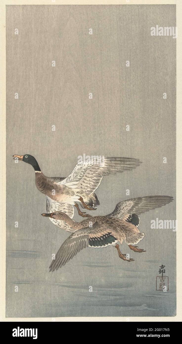 Couple ducks. Torque ducks, layer over water flying; Against gray air ...