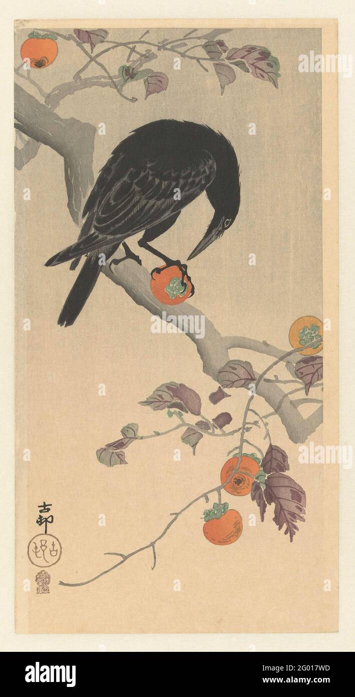 Crow with kaki fruit. Crow on branch of kaki tree; A fruit in the right ...