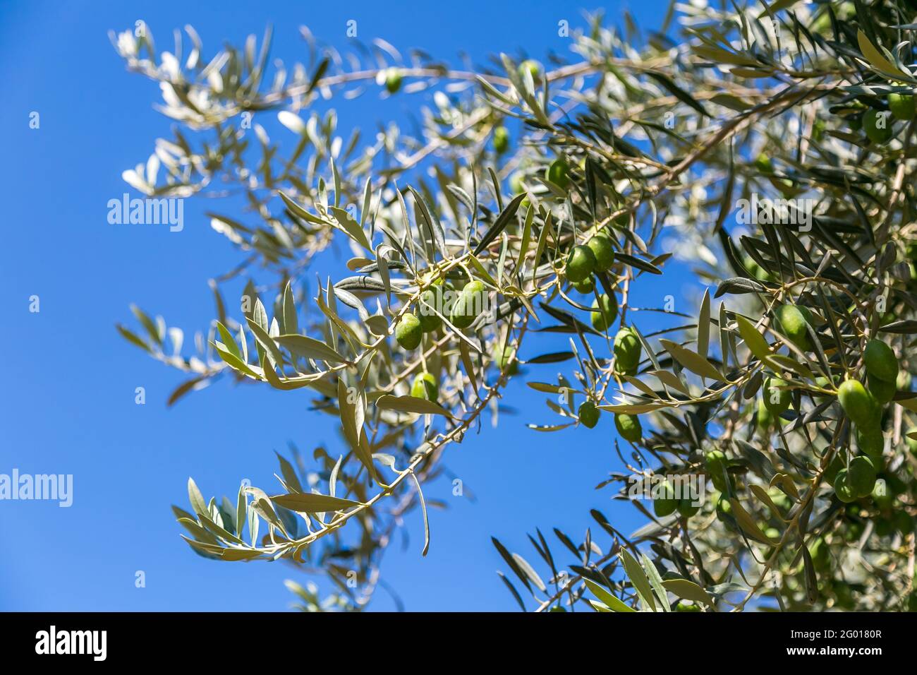 Amazing views of trees in the forests of the Austria Mountains Stock ...