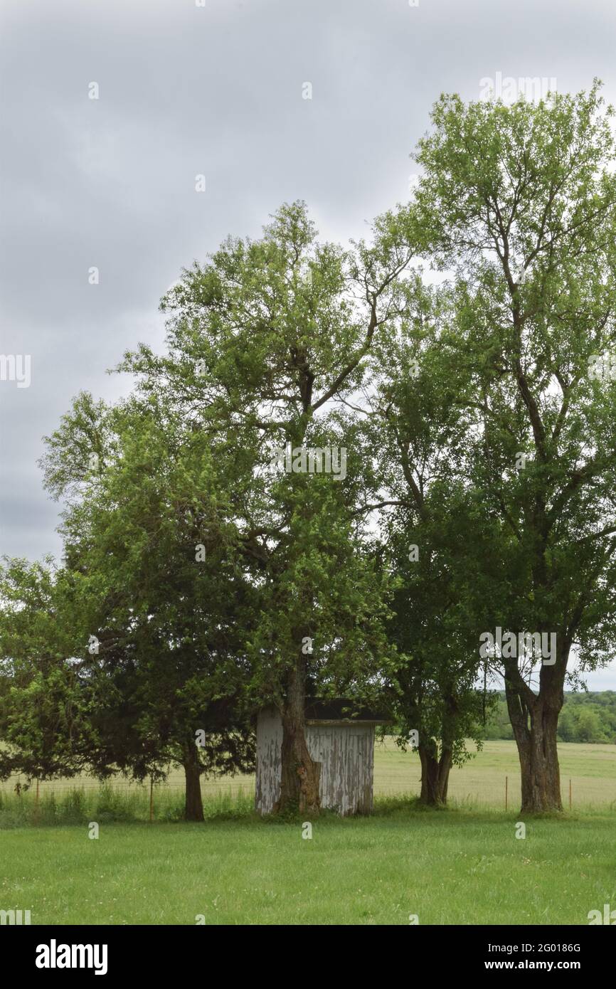 Old outhouse with trees around it Stock Photo - Alamy