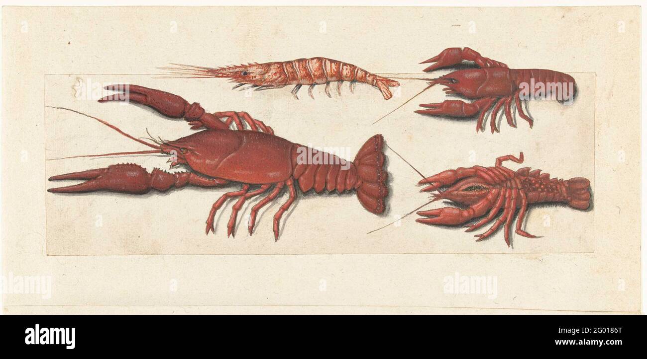 Underwater world invertebrates crustaceans study hi-res stock ...
