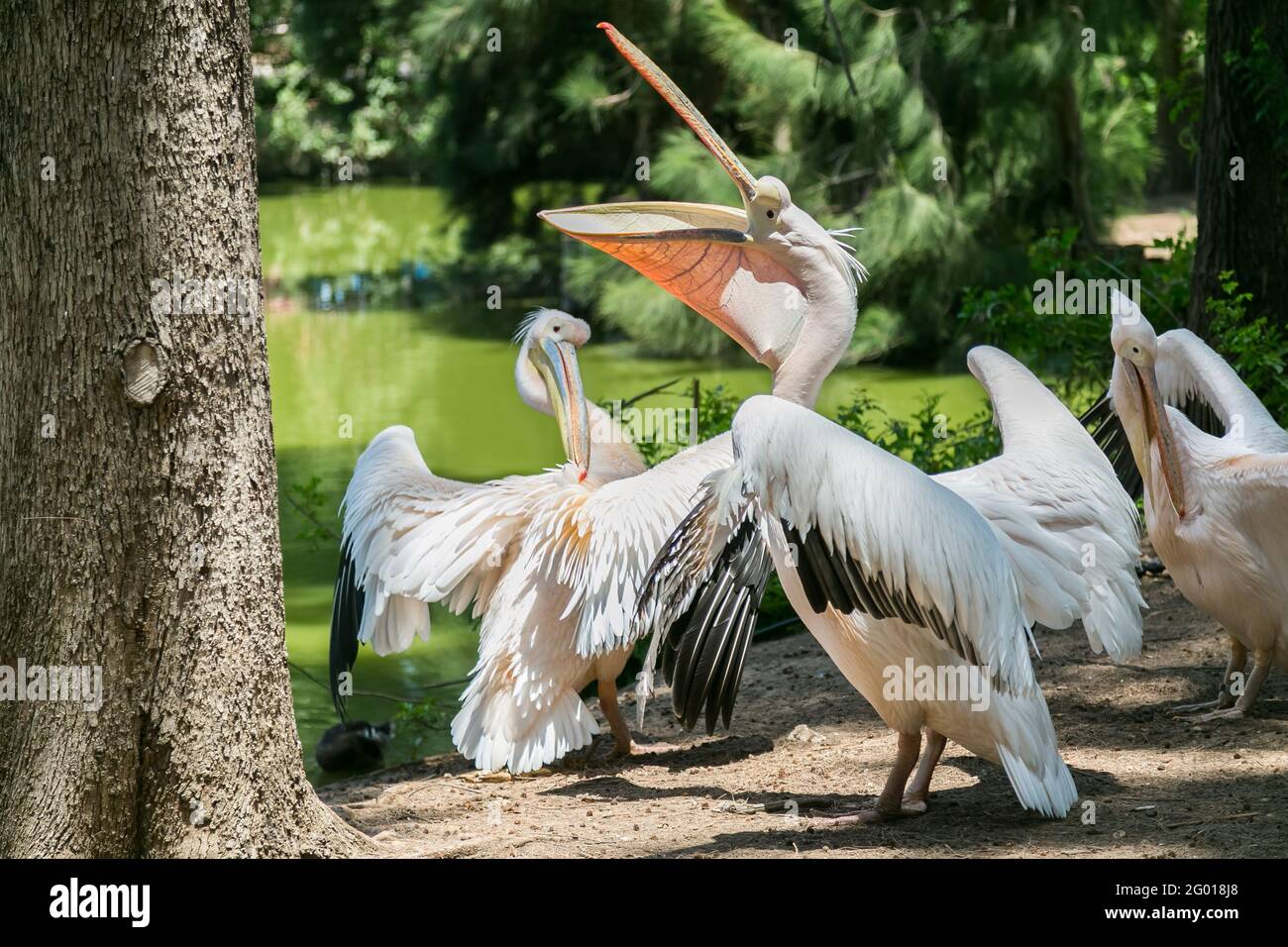 Birds flying jungle hi-res stock photography and images - Alamy