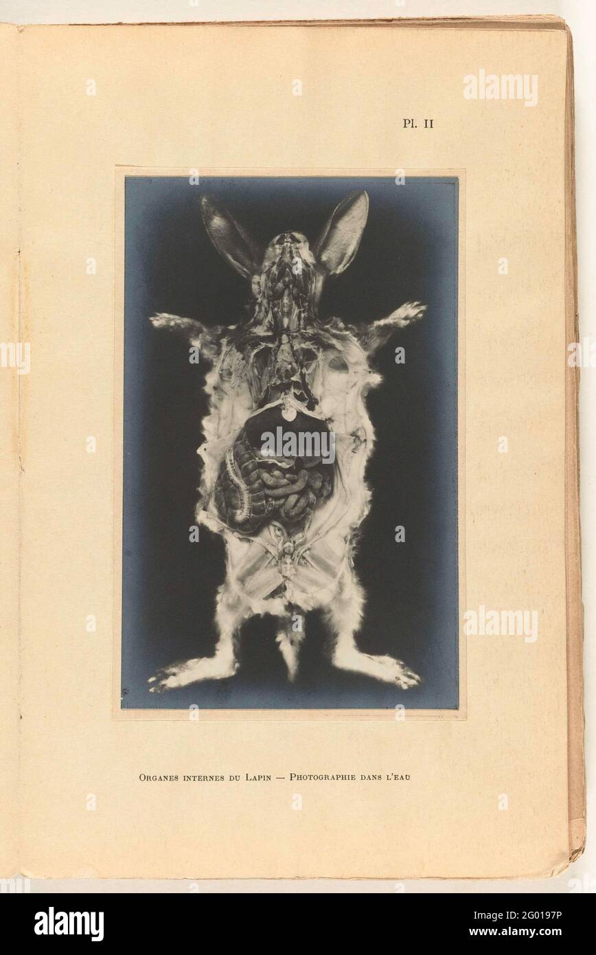 Opengesneden Konijn Met Organ Zichtbaar; Internal bunny organs ...